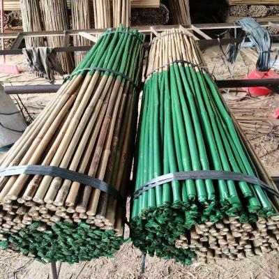 Cina La plastica ha ricoperto il bambù crudo naturale Pali per i supporti dei pali della pianta degli alberi dei pomodori in vendita