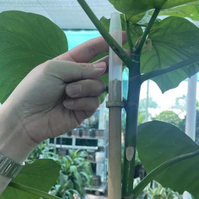 China estacas de bambu de bambu cruas de 250cm Polos para a planta da decoração à venda