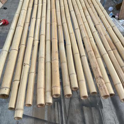 Κίνα Φυσικό μπαμπού Πολωνός Moso 10 ποδιών για την οικοδόμηση της κατασκευής κήπων προς πώληση