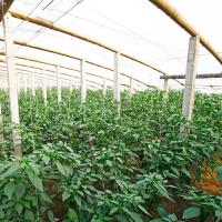 China Construction Bamboo Raw Material for sale