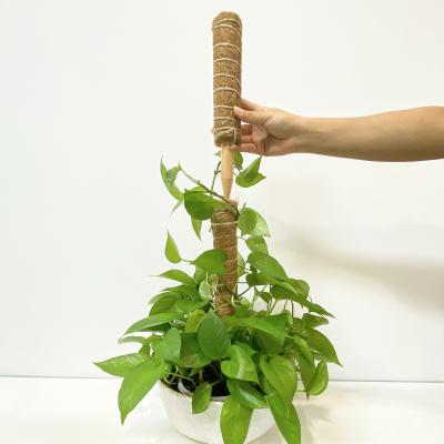 중국 식물 지원 코코넛 코코아 스틱 판매용