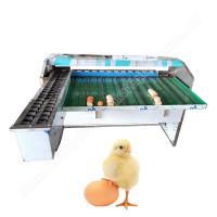 China Stainless Steel Egg Sorting And Grading Machine Automatic Egg Sorter Egg Sorting Grading Machine for sale