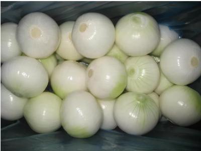 Cina Green Red Commercial Onion Peeling Machine / Onion Peeler Industrial 220V/50HZ 100*60*140cm in vendita