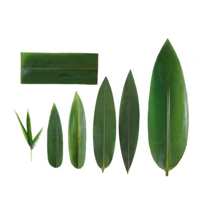 China Popular Green Fresh Bamboo Leaves Frozen Packed Sushi Bamboo Leaf Sushi Leaves for sale