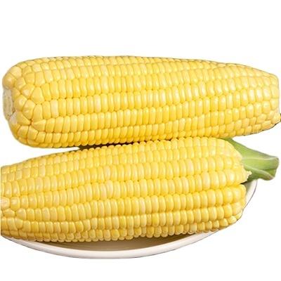 China Wholesale Preservation Quick Frozen Sweet Glutinous Corn Stick  Grains Fresh Sweet  Corn Cutting on the Cob for sale
