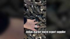 High-quality Indian market morel export supplier