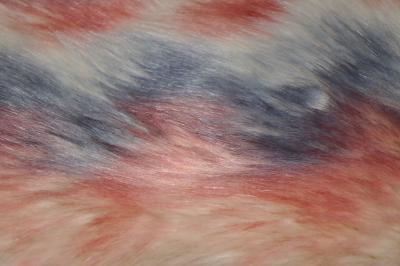 Cina Il Fox falso lungo del tessuto 150cm della pelliccia dei capelli di colori di pendenza tre, fornisce l'ultimi calore e comodità per la decorazione della casa dell'inverno in vendita