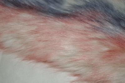 Cina Il Fox falso lungo del tessuto 150cm della pelliccia dei capelli di colori di pendenza tre, fornisce l'ultimi calore e comodità per la decorazione della casa dell'inverno in vendita