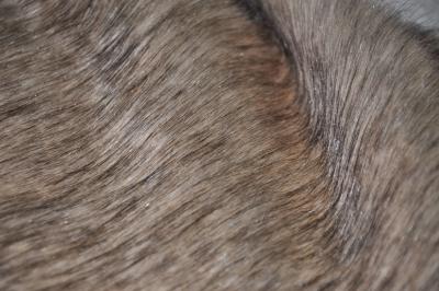 Cina Il Faux lungo di Fox del tessuto 150cm della pelliccia dei capelli di Brown, qualità ha garantito, vi porta l'ultima esperienza di lusso in vendita