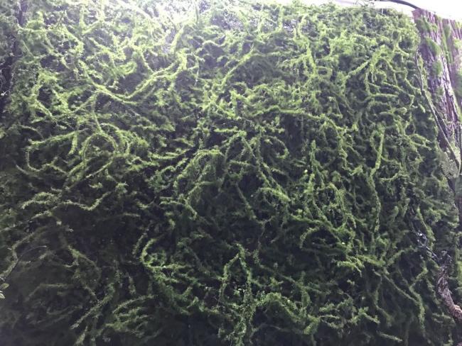 High Simulation Artificial Tree Bark Wholesale PE Tree Bark