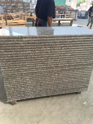 China g664 rosa porino granite stair riser for sale