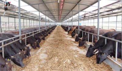 China 1% Tolearance Steel Structural Fabrication for Cowshed Dairy Cow Cattle Farm Shed for sale