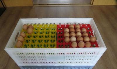 China High quality plastic egg tray for incubator or transferring for sale