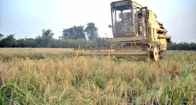 China Glyphosate 480 g/L SL/herbicides/glifosato 48% SL for sale