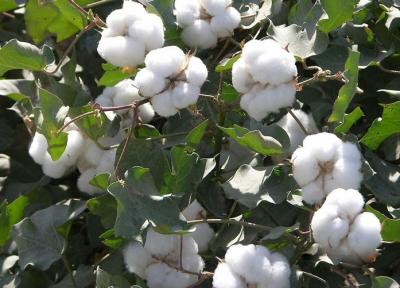 China Diazinon 60% EC/Yellow to brown liquid/use on the cotton for sale