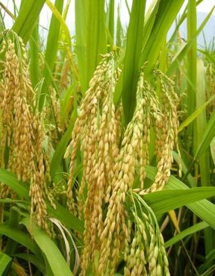 China Atrazine 90%WDG/herbicide/Corn/crop weed killer/India market for sale