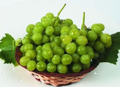 China Prometryn 50% WP/herbicides/vegetable/fruits/cereal for sale