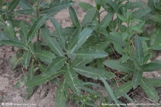 China Acetochlor 900 g/L EC/herbicides/Africa  Market for sale