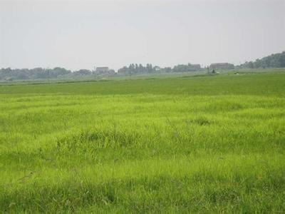 China Bentazone 95% TC/herbicides/Ochre-yellow solid for sale