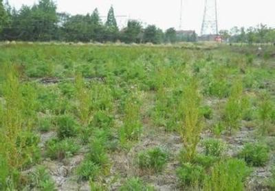 China herbicide Glyphosate 480 g/L SL/Yellow Liquid/South Africa CAS NO.1071-83-6 for sale