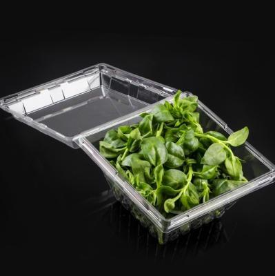 Cina Imballaggio a forma quadrata anti nebbia PET trasparente chiusura vegetale scatola fresca blister usa e getta conchiglie di erbe imballaggio di lattuga imballaggio di plastica in vendita