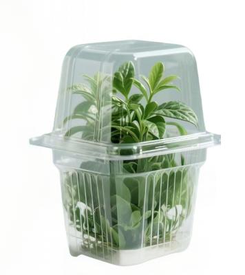China Customized disposable Square PET plastic blister green plant shipping packaging for sale