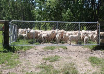Cina Portone durevole del recinto della maglia del collegamento a catena per la recinzione animale del ranch dei cervi in vendita
