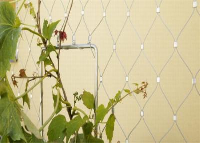 China SS316 groen Muurnetwerk/Ferruled de Draadkabel Mesh Netting van het Typeroestvrije staal Te koop