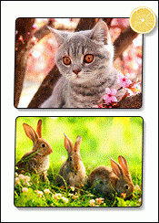 3D Lenticular Placemat