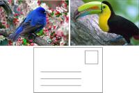 Quality Lenticular Postcard Printing Toucan Wild Animals 3D Postcard for zoo pack for sale