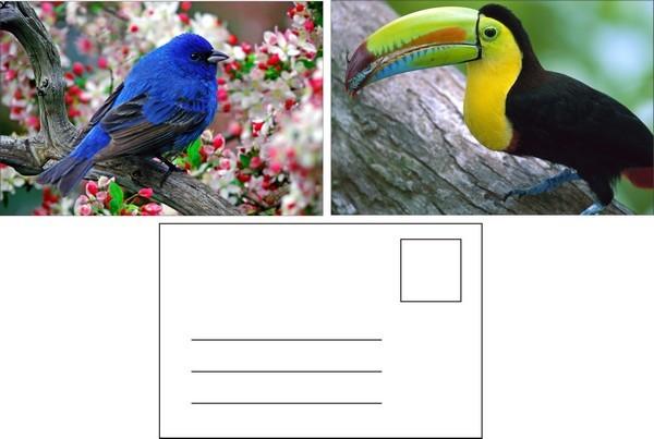 Quality Lenticular Postcard Printing Toucan Wild Animals 3D Postcard for zoo pack sealifes for sale