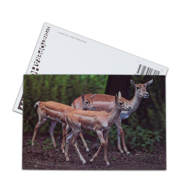 Quality Brown Bear In Alaska Lenticular Card Souvenir Gift Card For Tourist 3d Postcards for sale