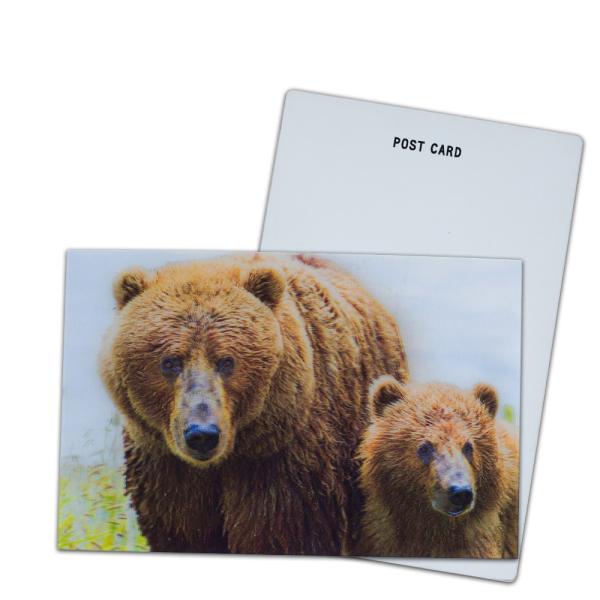 Quality Brown Bear In Alaska Lenticular Card Souvenir Gift Card For Tourist 3d Postcards for sale