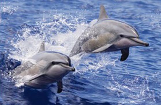 Quality Sealifes Dolphin Turtle Shark Lenticular 3D Motion Card Souvenir Gift Card for sale