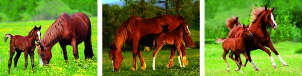 Quality Landscape Animal 3D Custom Lenticular Printing Picture 3 Imaged Flip Poster For Gif for sale
