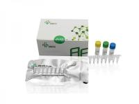 China Stable PCR Isothermal Amplification Kit For Genetic Engineering for sale