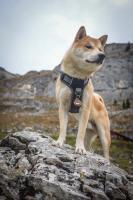China Lightweight Breathable Design Nylon Dog Harness for sale
