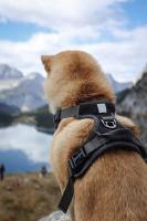China Lightweight Breathable Design Nylon Dog Harness for sale