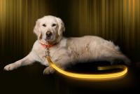 China Safe Highly Visable LED Dog Leash Nylon Material for sale