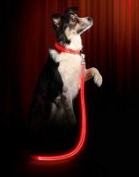 China Safe Highly Visable LED Dog Leash Nylon Material for sale