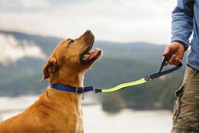 Cina Tessitura di nylon accesa sicurezza riflettente resistente di notte del guinzaglio del cane del LED in vendita