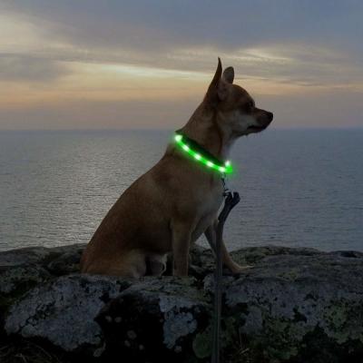 Cina Collare di cane comodo del LED USB ricaricabile, una visibilità flessibile di 360 gradi dei collari di incandescenza dell'animale domestico in vendita