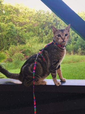 China Cat Harness with Leash Set - Adjustable Soft Strap with Fashion Design for sale