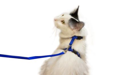 Cina Piccolo collare del cablaggio del gatto dell'animale domestico, collare di nylon regolabile del gatto facile da indossare in vendita