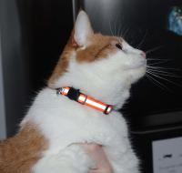 China 6 Set Solid Safe Cat Harness Collar , Nylon Reflective Cat Collar With Bell for sale