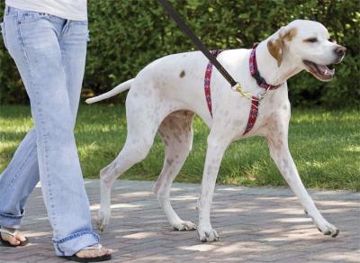 Cina 6 piedi del cane di guinzagli fatti a mano genuini del cuoio nessuno slittamento in vendita