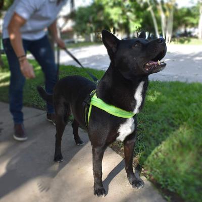 Cina Nessuna pelle riempita maglia riflettente dell'imbracatura per cani LED di tirata amichevole con le cinghie regolabili in vendita
