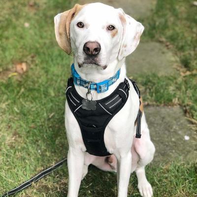 China Adjustable Outdoor Large Dog Harness Vest 3M Reflective Oxford Material Unique Design for sale