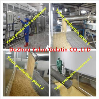 China Industrial gelatin15-280bloom China factory good quality for sale