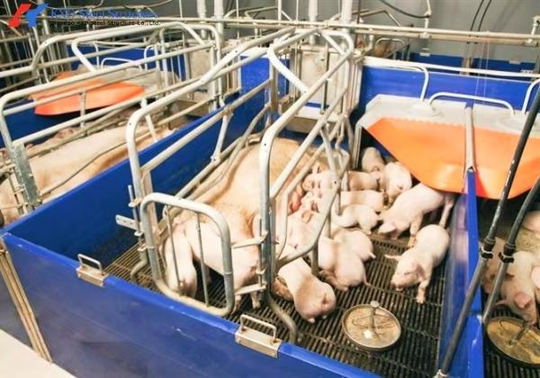 Quality Steel Frame Piggery Shed Construction Long Span Steel Poultry Buildings for sale